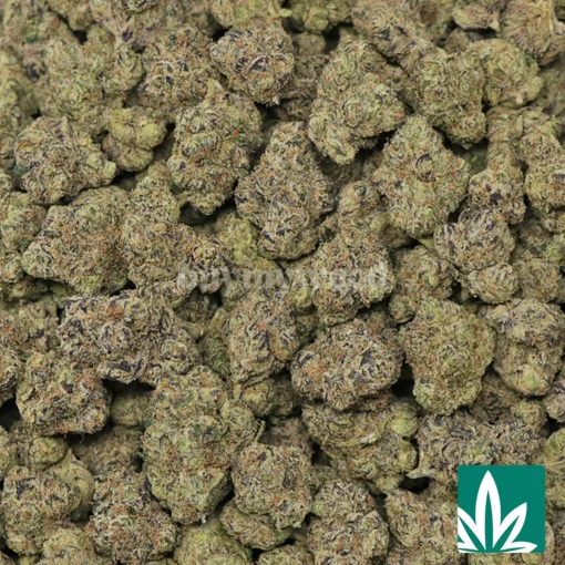Buy Watermelon Z Online - Buy My Weed USA